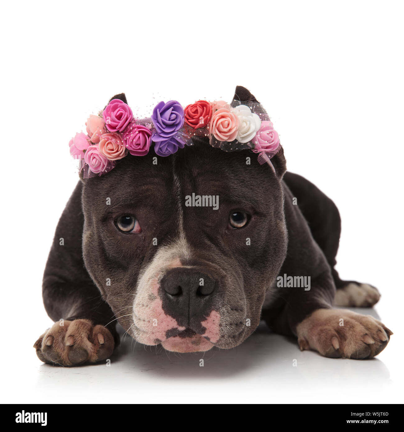 adorable american bully wearing fresh flowers crown resting on white ...