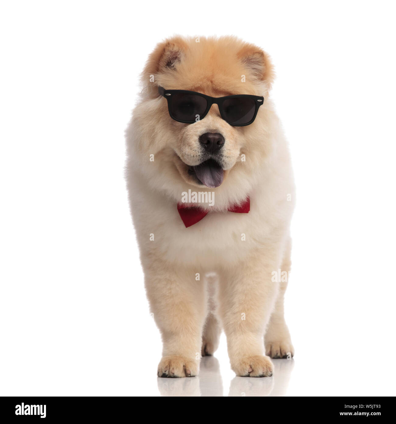 elegant chow chow wearing sunglasses stands on white background with ...