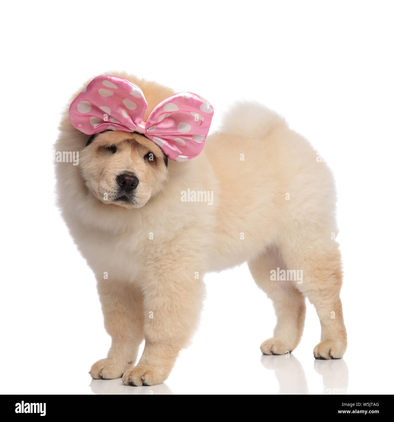Side View Of Curious Chow Chow With Ribbon On Head Looking Down While