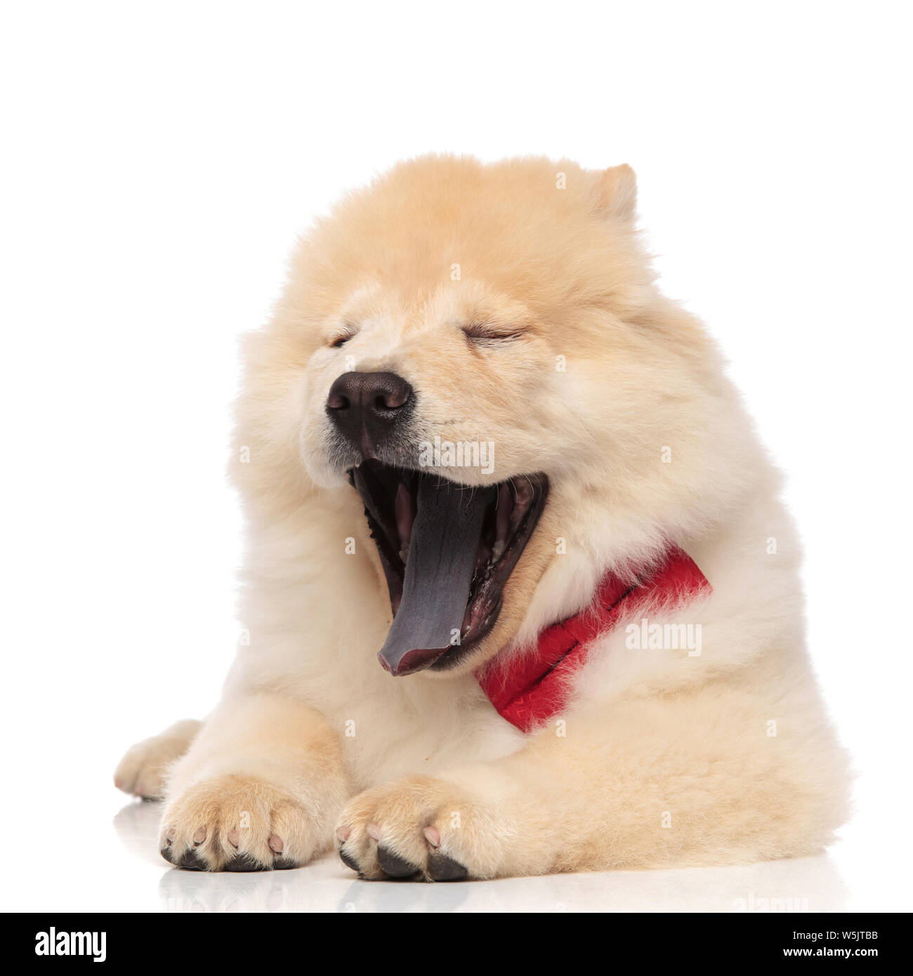 tired chow chow wearing red bowtie yawning with eyes closed while ...