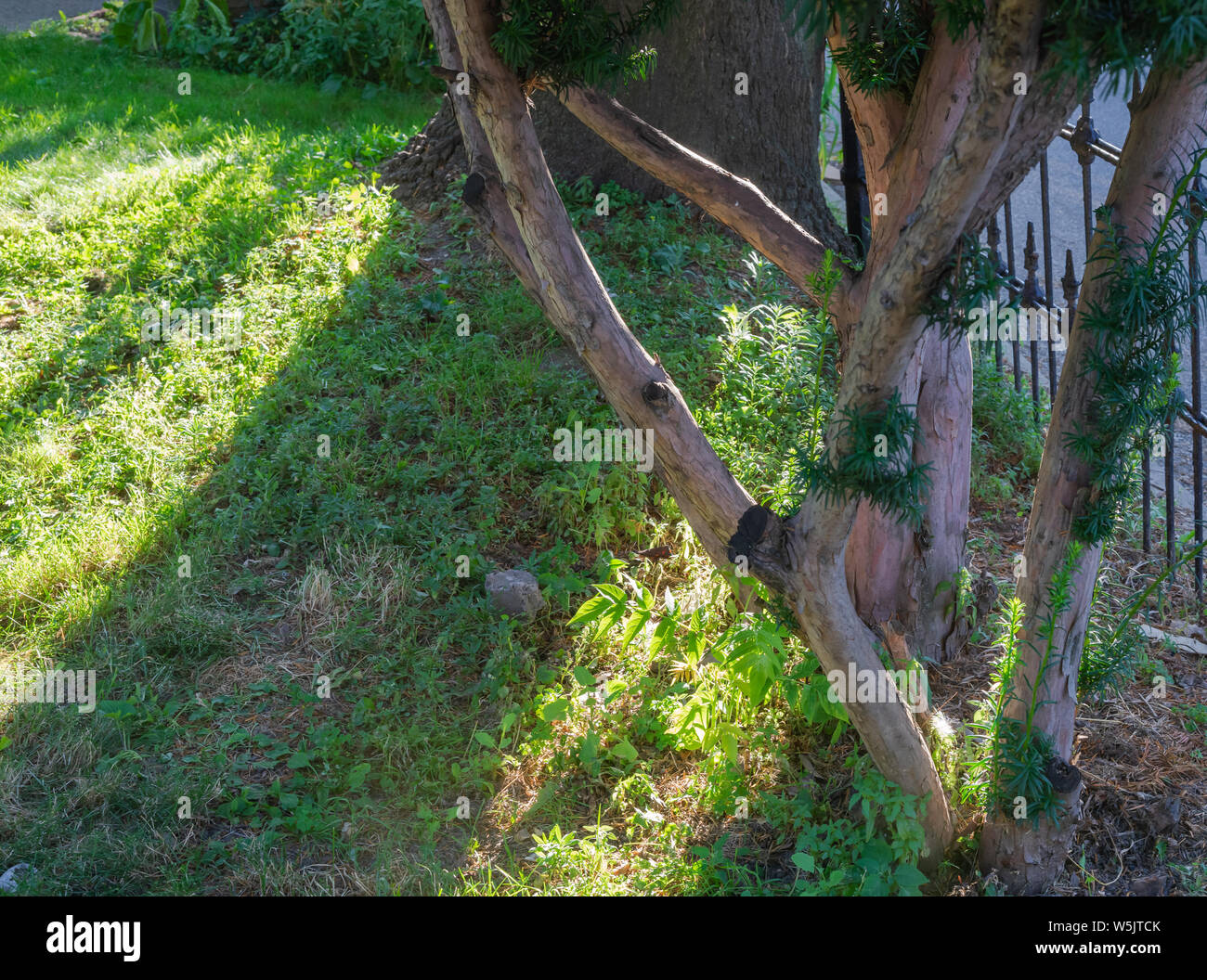 Green neighbourhoods toronto hi-res stock photography and images - Alamy