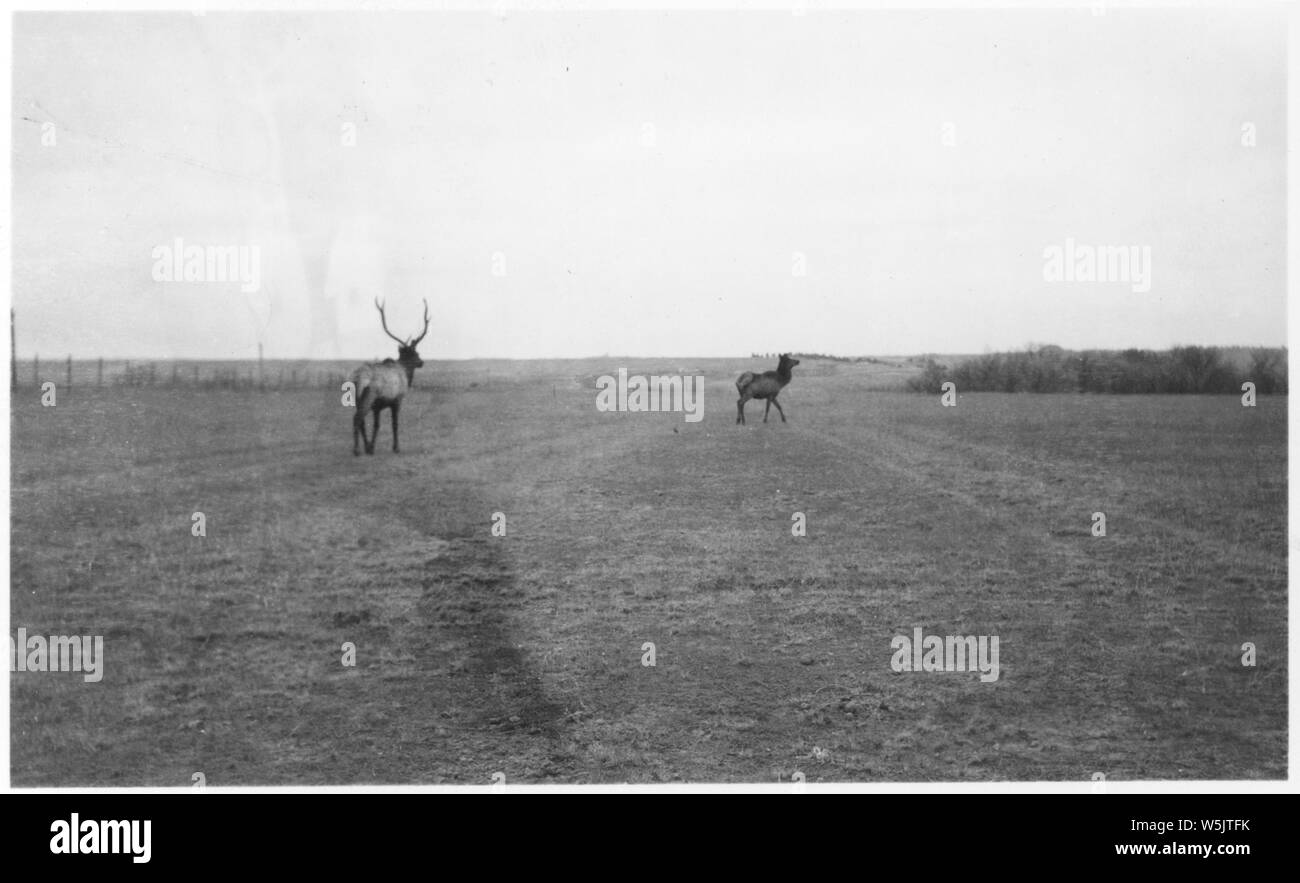Adult bull and cow elk Stock Photo - Alamy
