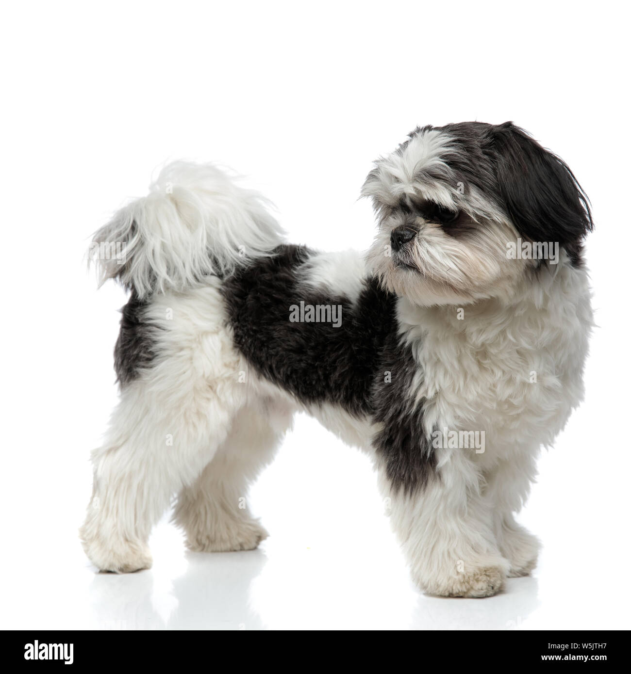 side view of furry shih tzu looking back while standing on white ...