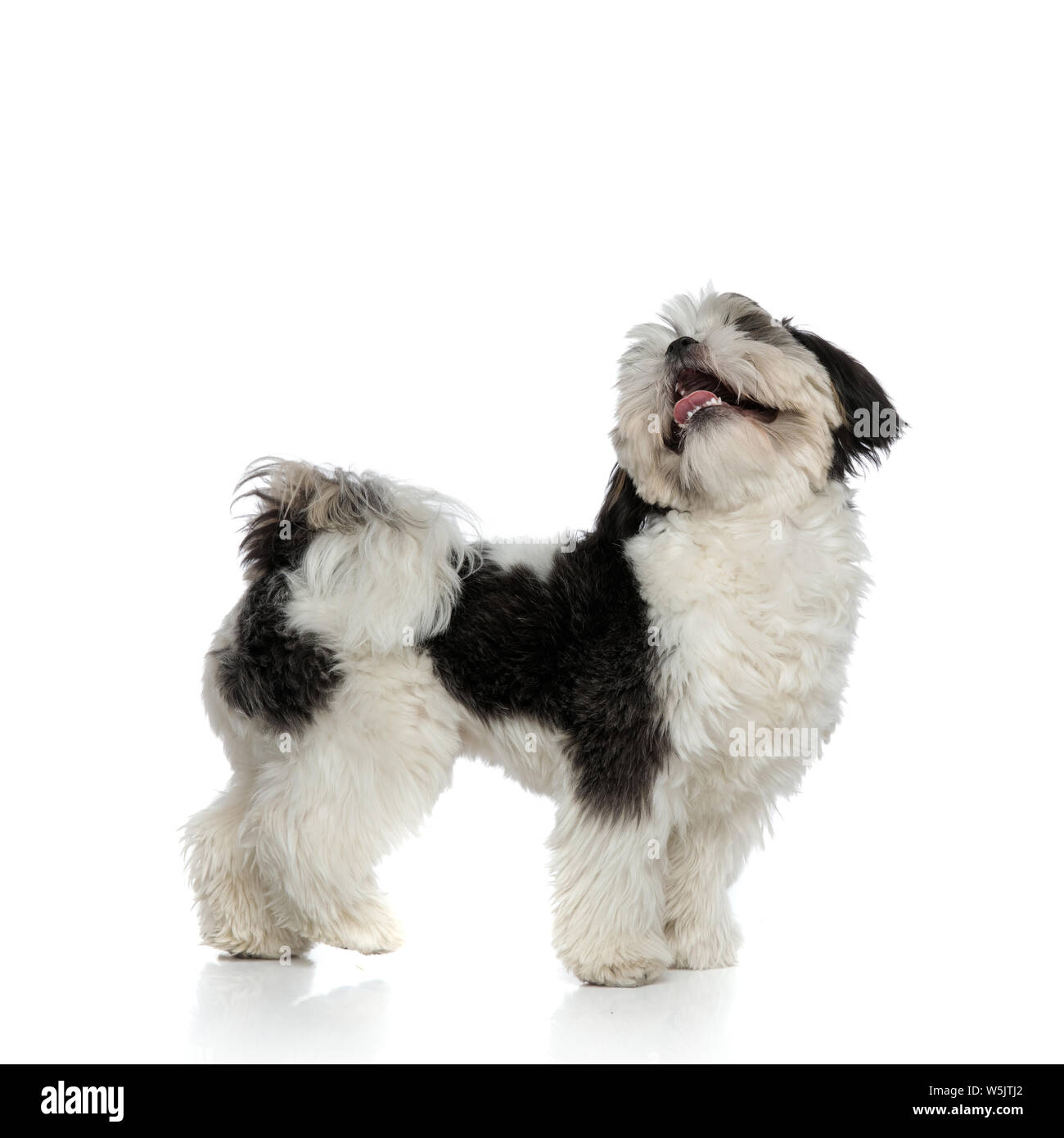 side view of funny and furry toy dog looking up to side while panting ...