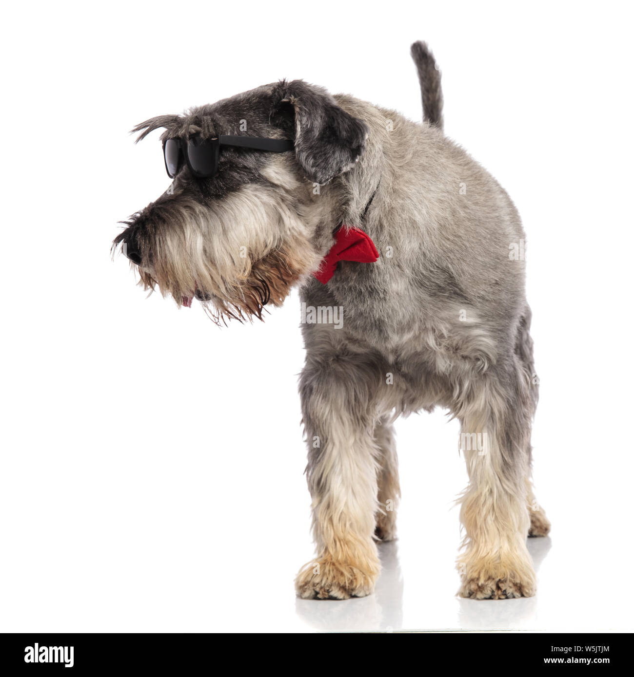 gentleman schnauzer wearing sunglasses looks to side while standing on ...