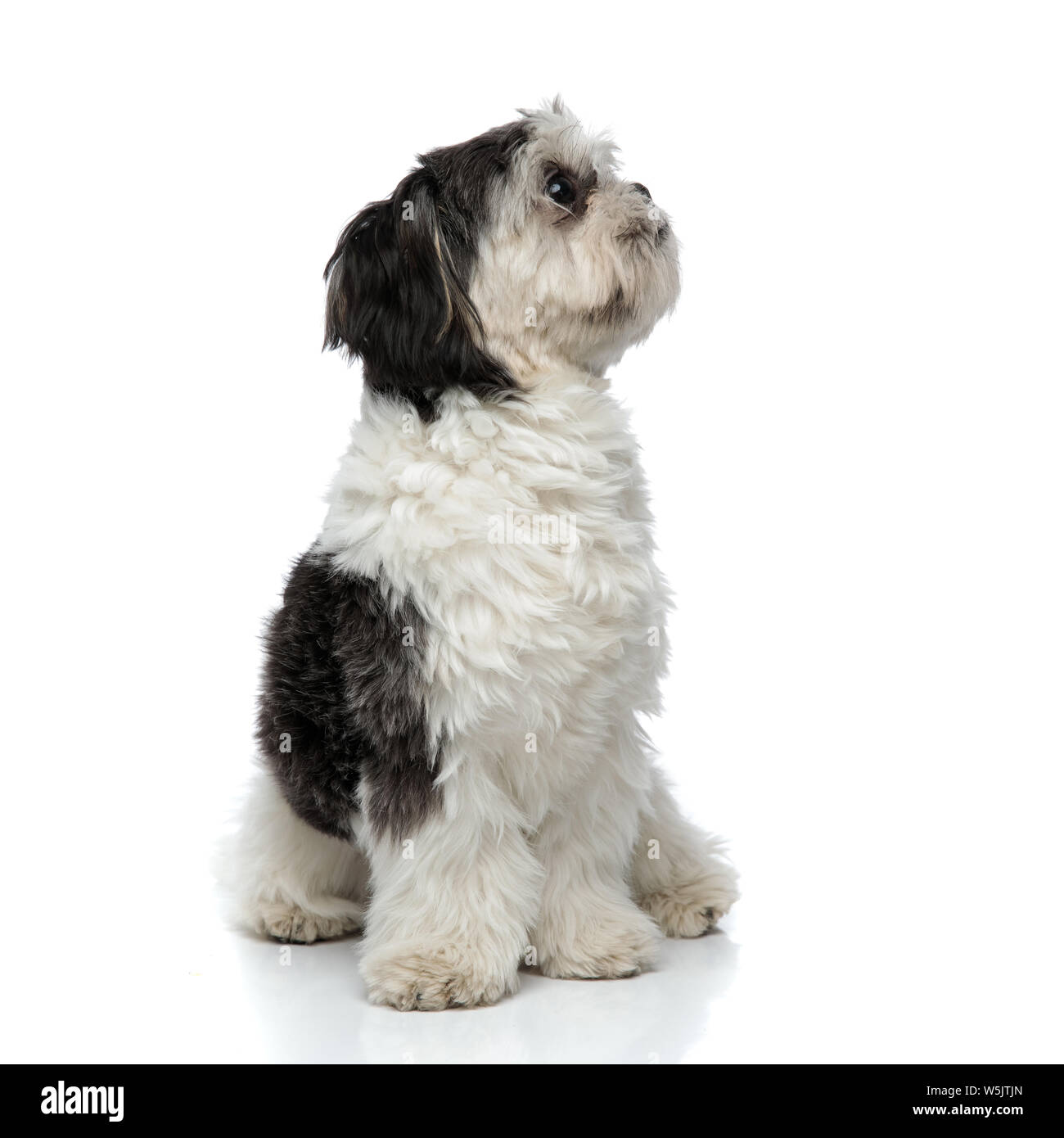 cute shih tzu sitting on white background and looking up to side Stock ...