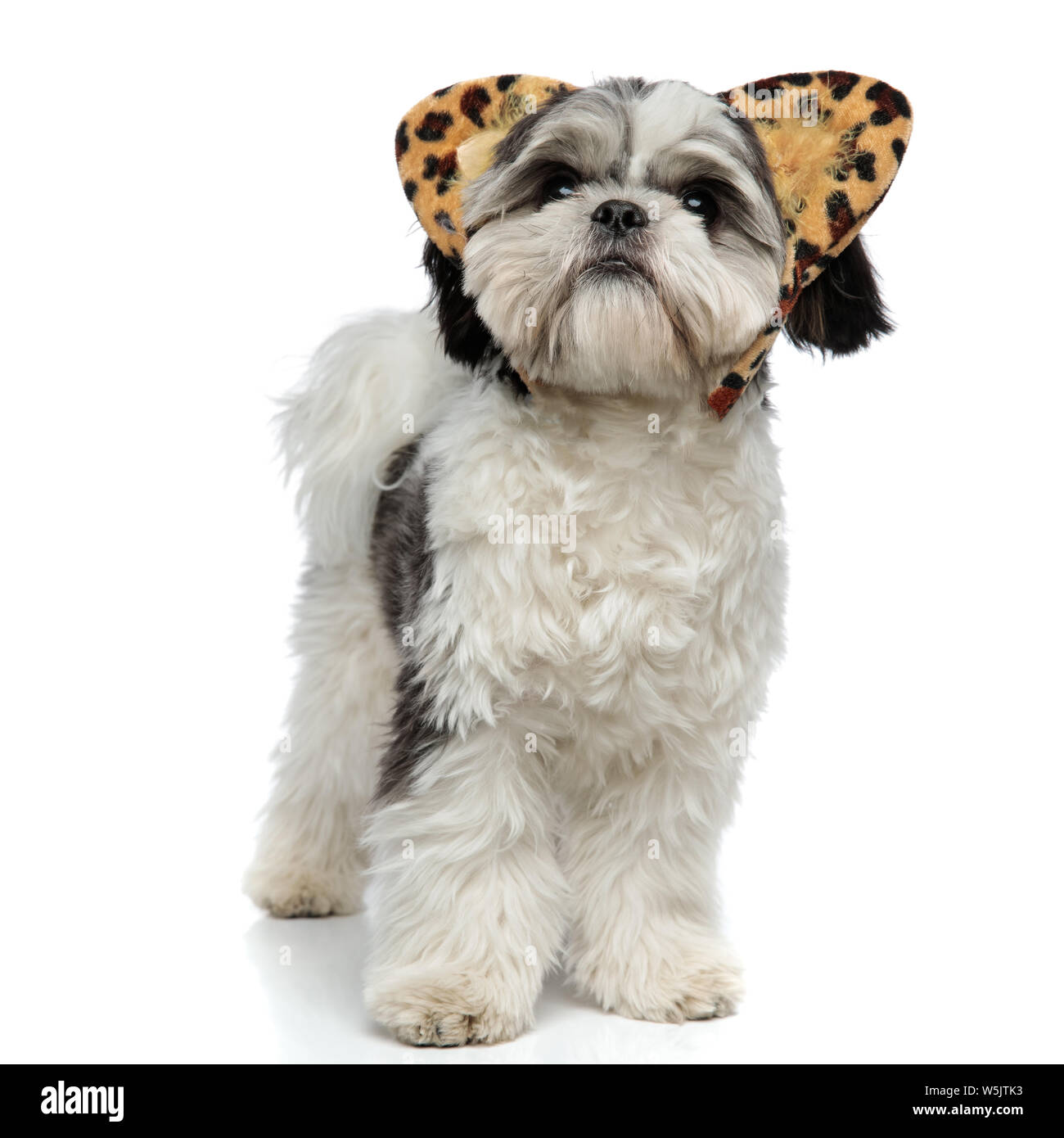 curious shih tzu with animal print ears looks up while standing on ...