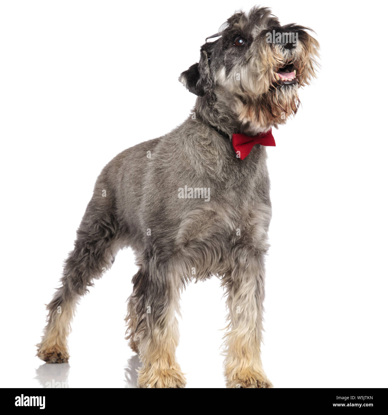 surprised schnauzer with bowtie pants and looks up to side while ...
