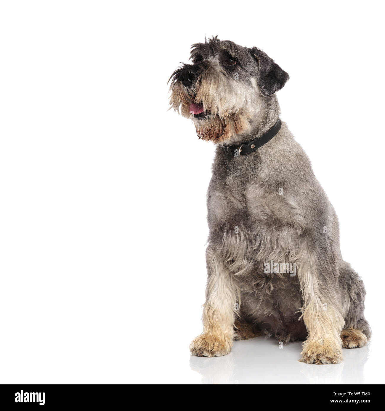 curious seated schnauzer pants and looks to side on white background ...