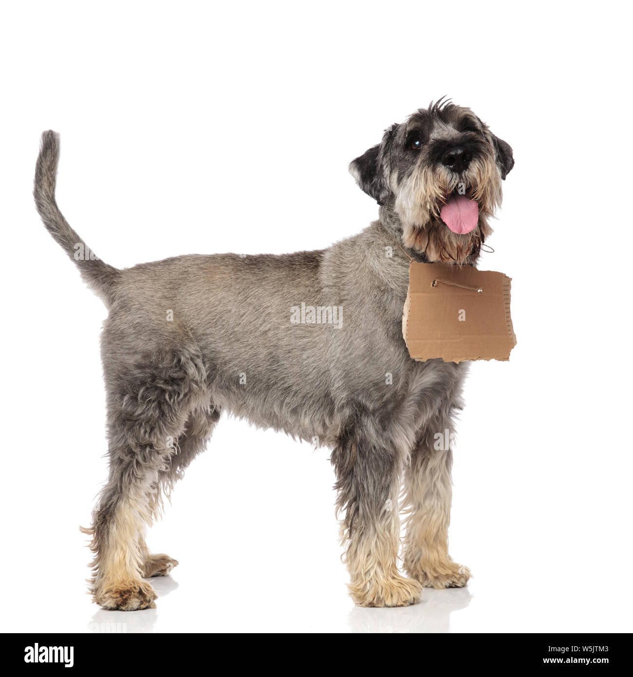 side view of adorable schnauzer wearing carton sign standing on white ...