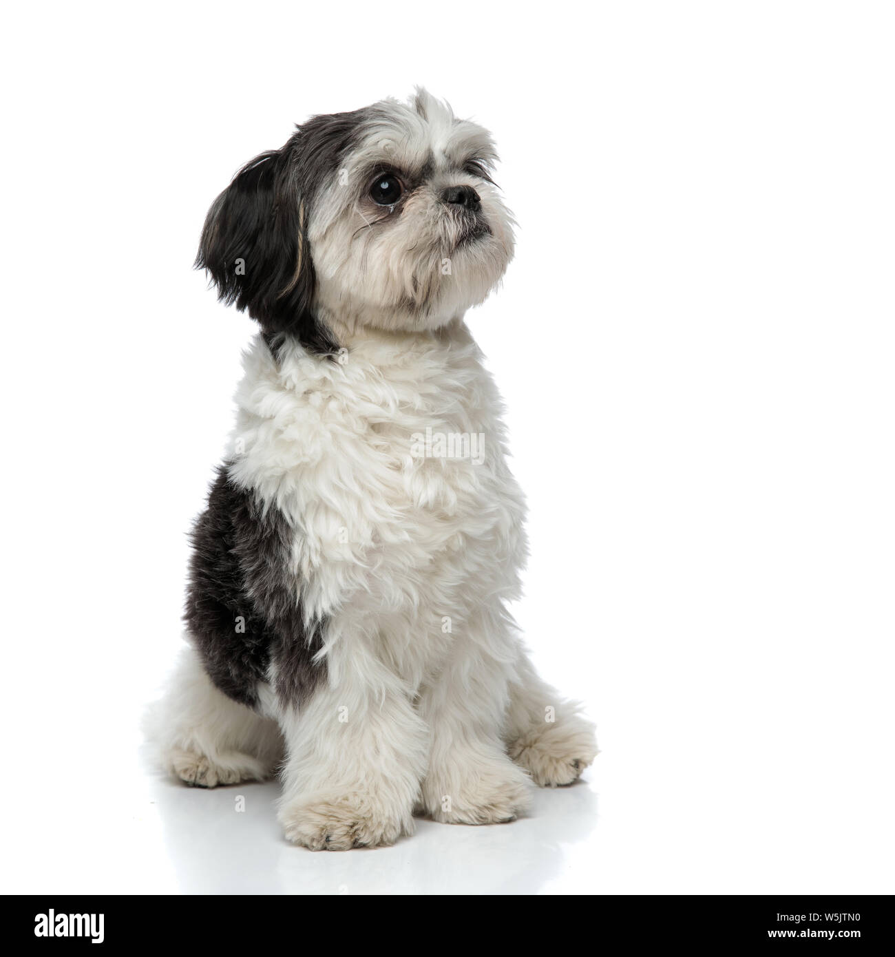 Shichon Black And White