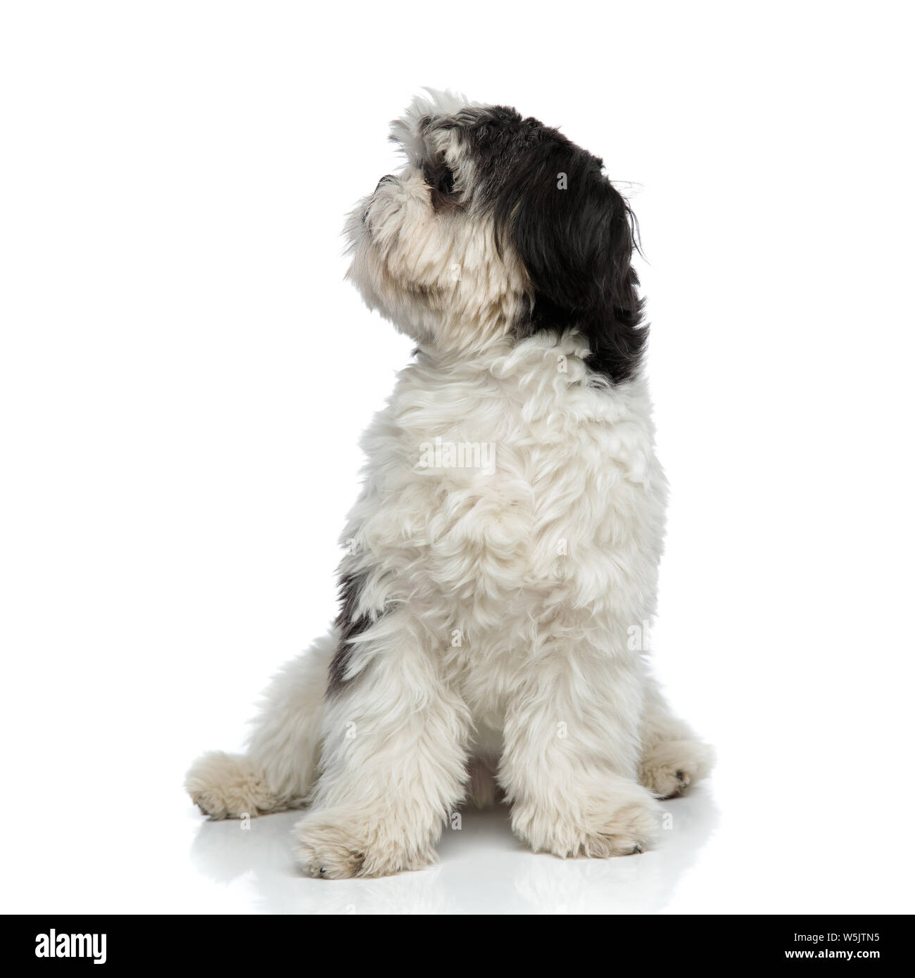 curious shih tzu sitting on white background looks up to side Stock ...