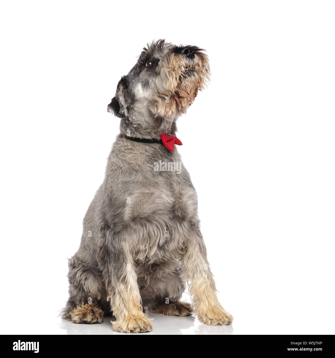 curious schnauzer wearing red bowtie and black collar looks up to side ...