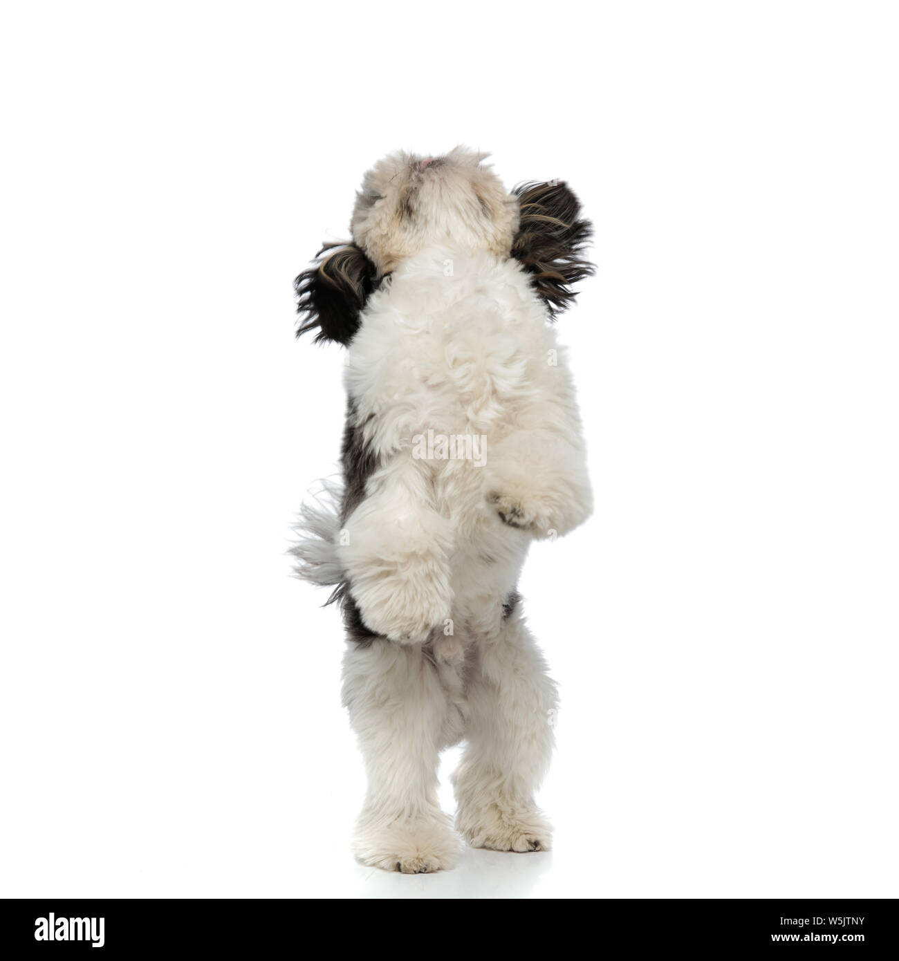 fluffy shih tzu standing on back paws on white background looks up ...