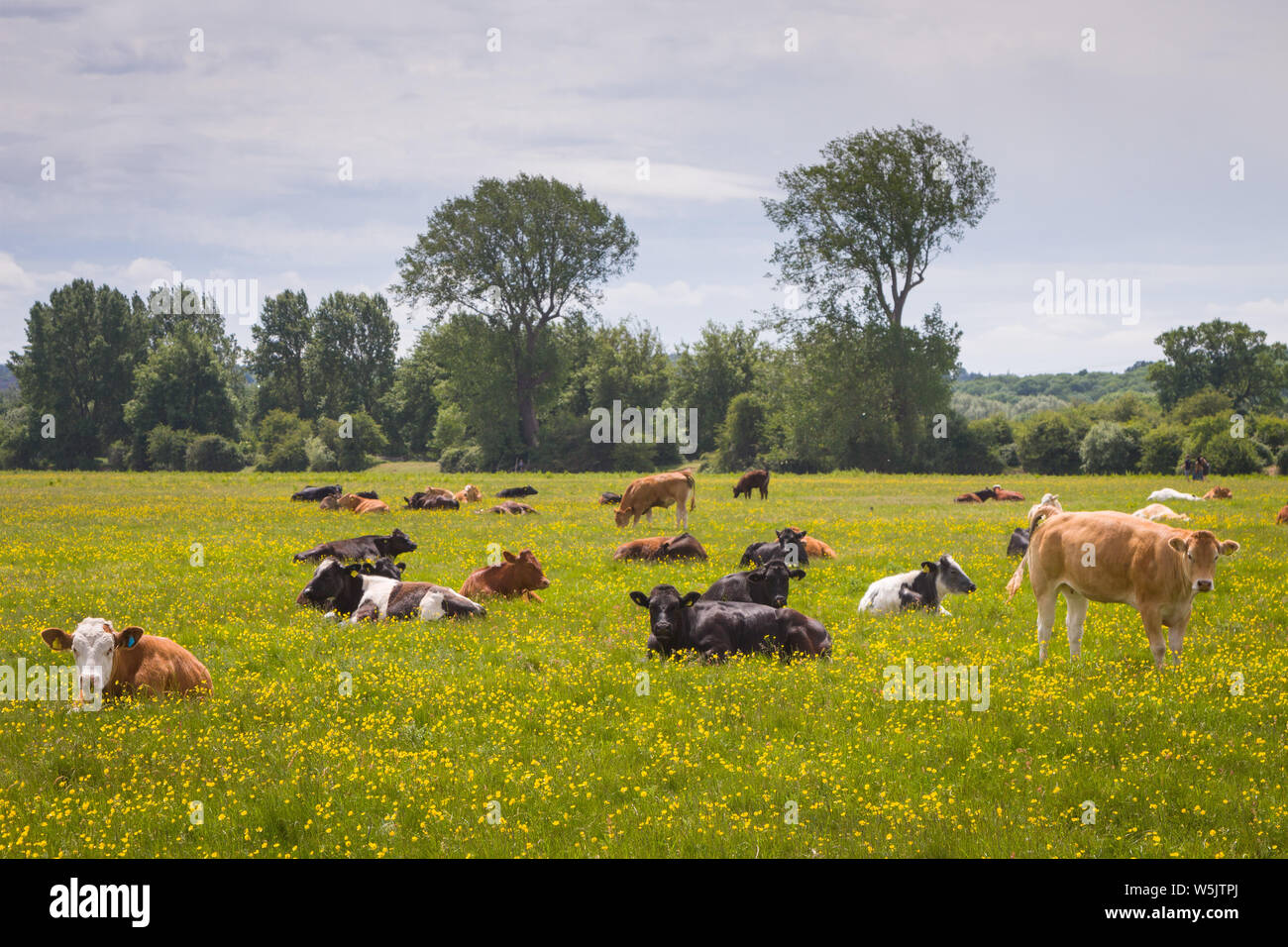 Cattle graze on the open common pasture land amongst the buttercups at ...