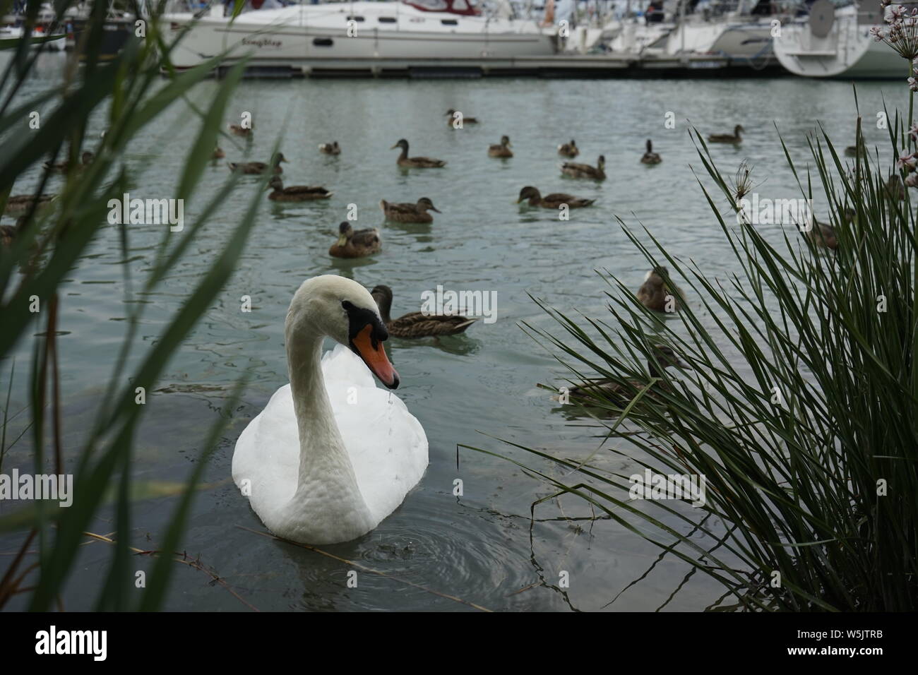 Balaton Hungary lake summer 2019 Stock Photo - Alamy