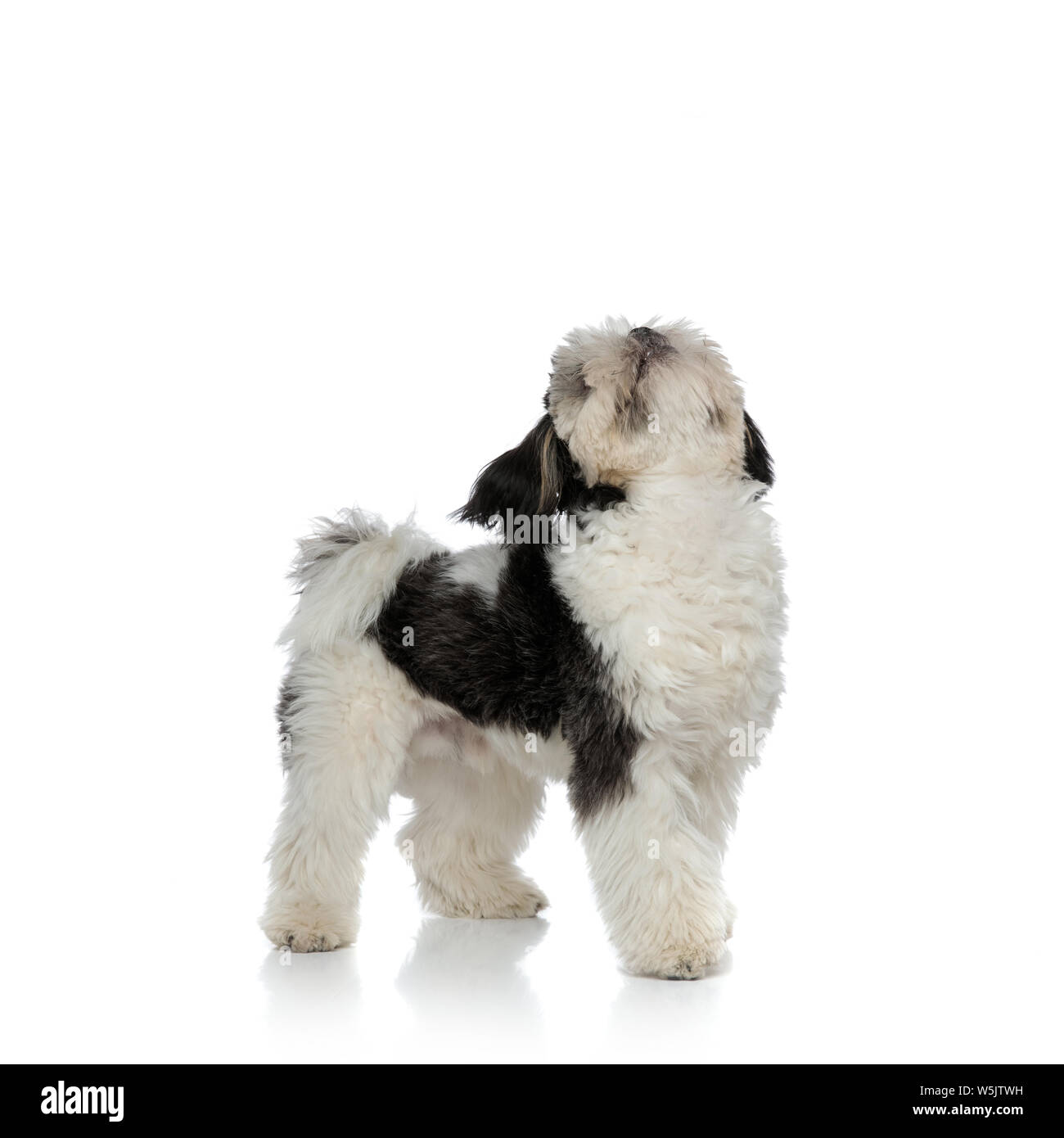 side view of adorable shih tzu standing on white background and looking ...