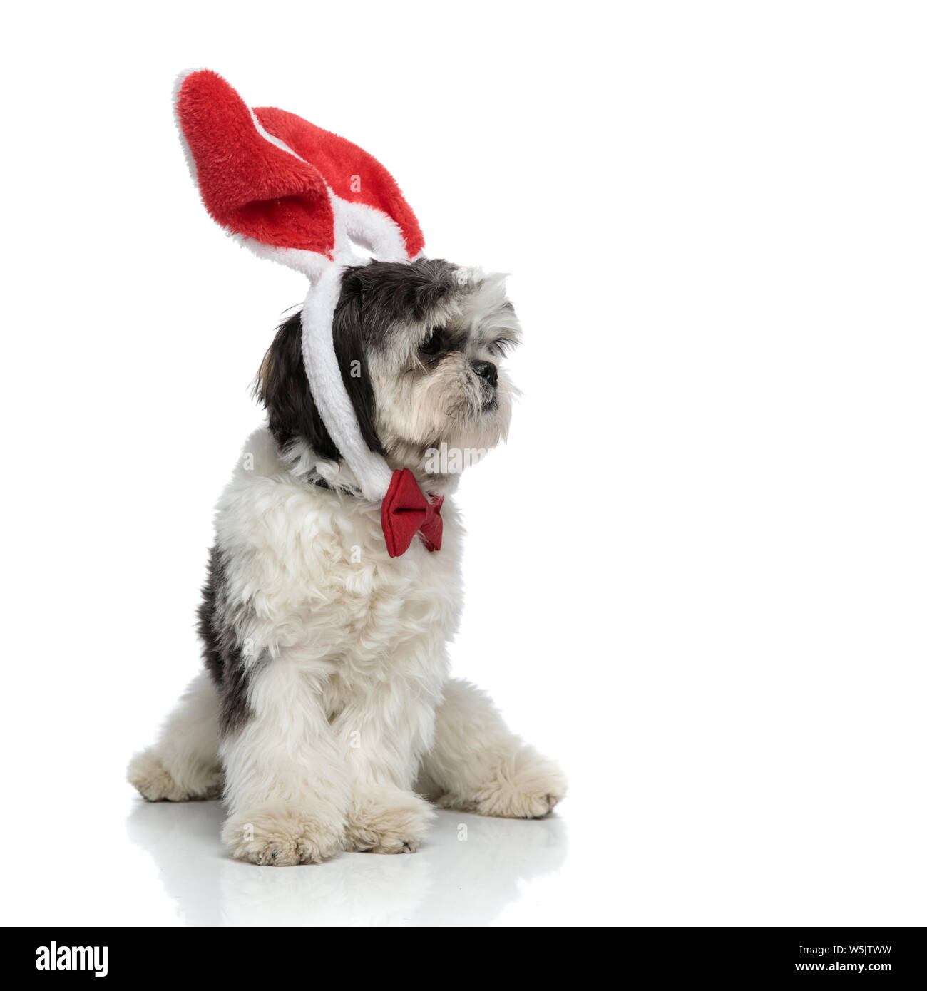 easter bunny shih tzu with bowtie looks to side while sitting on white ...