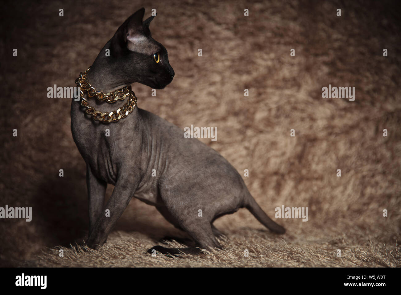 side view of cute metis cat with golden collar looking behind while ...
