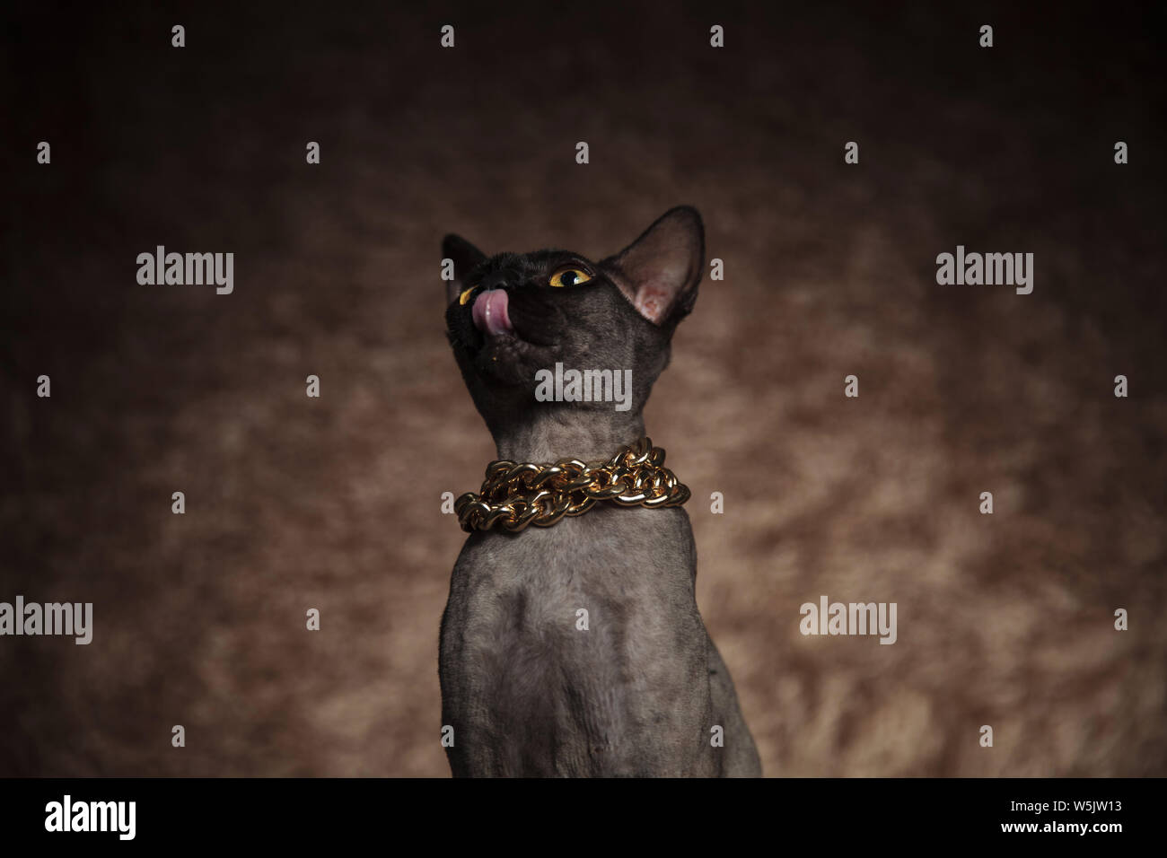 close up of hungry metis cat wearing golden collar looking up while ...