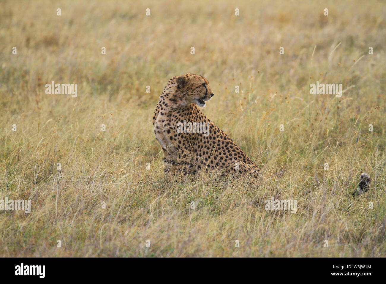 Cheetah looking back hi-res stock photography and images - Alamy