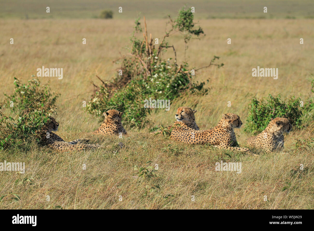 Five cheetahs of the mara hi-res stock photography and images - Alamy