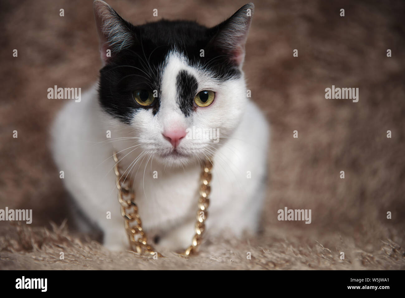 adorable black and white metis cat wearing golden collar sitting on ...