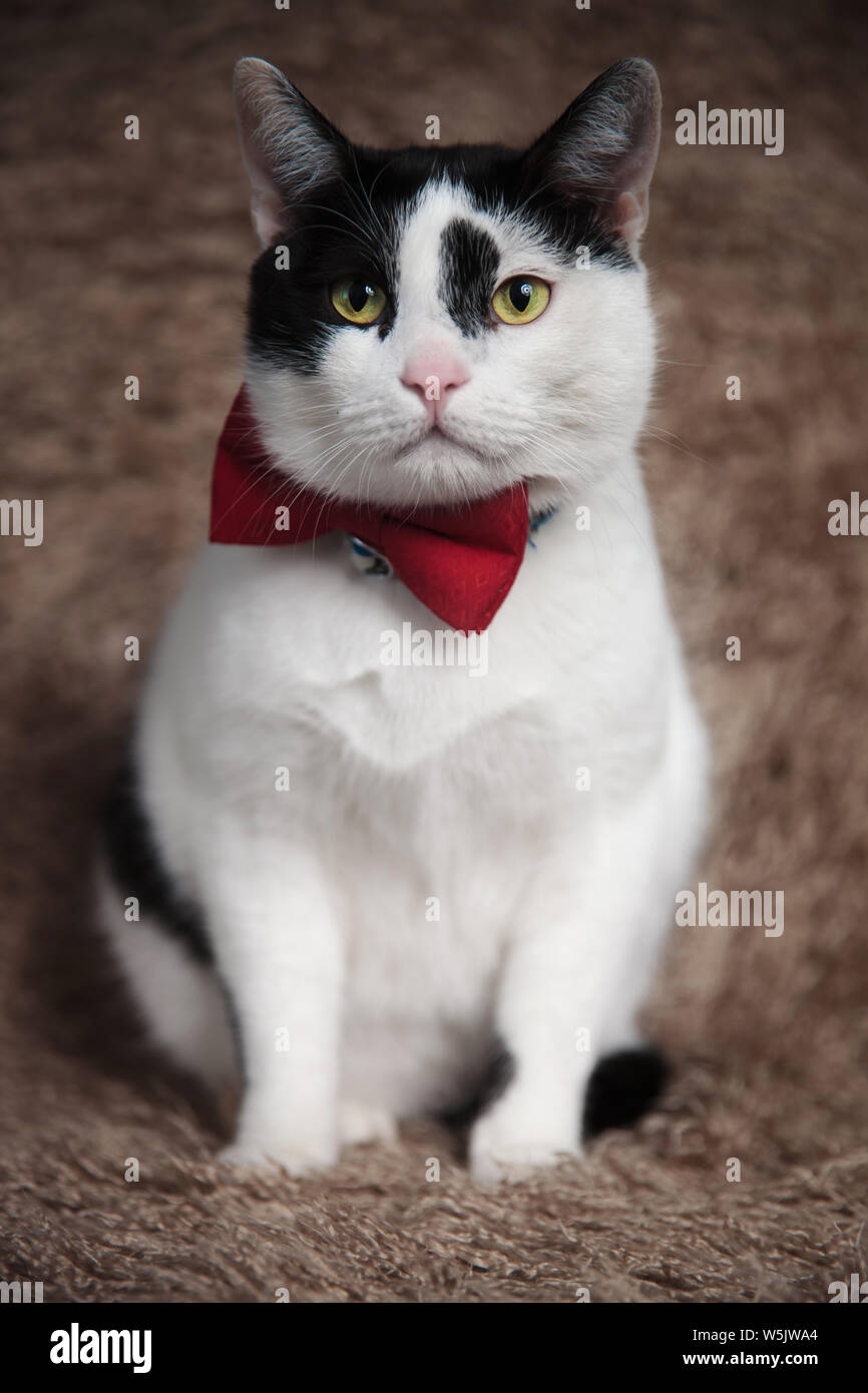 elegant metis cat wearing red bowtie sitting on brown fur background ...