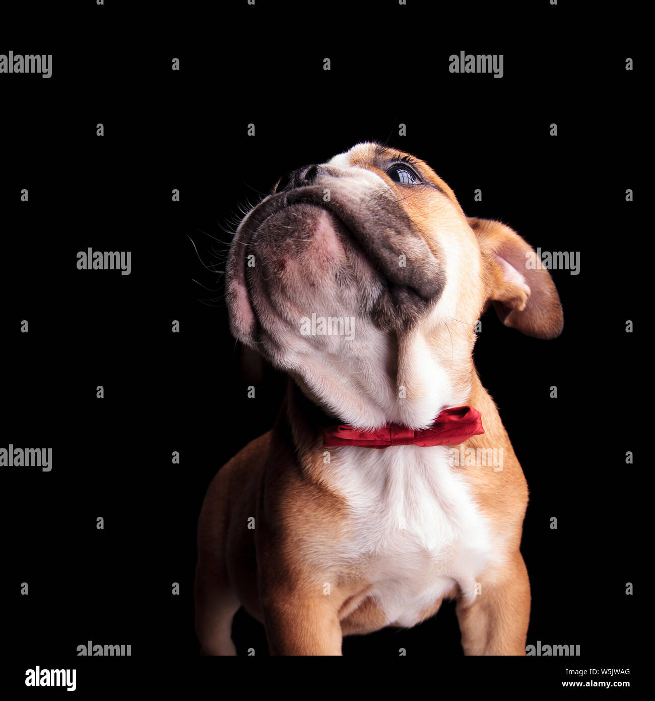 curious english bulldog with red bowtie looking up to side while ...