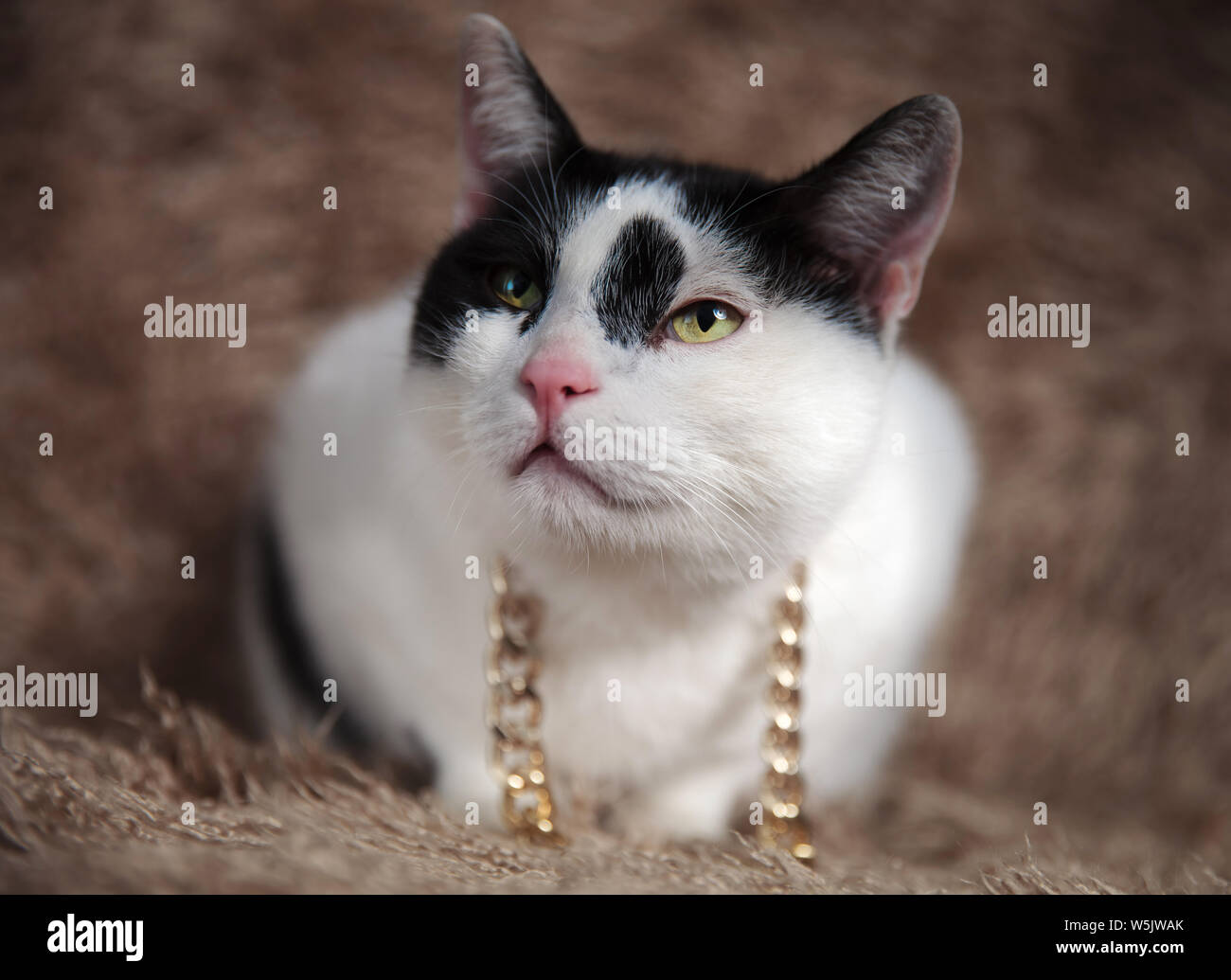 curious metis cat wearing golden chain around neck looks up to side ...