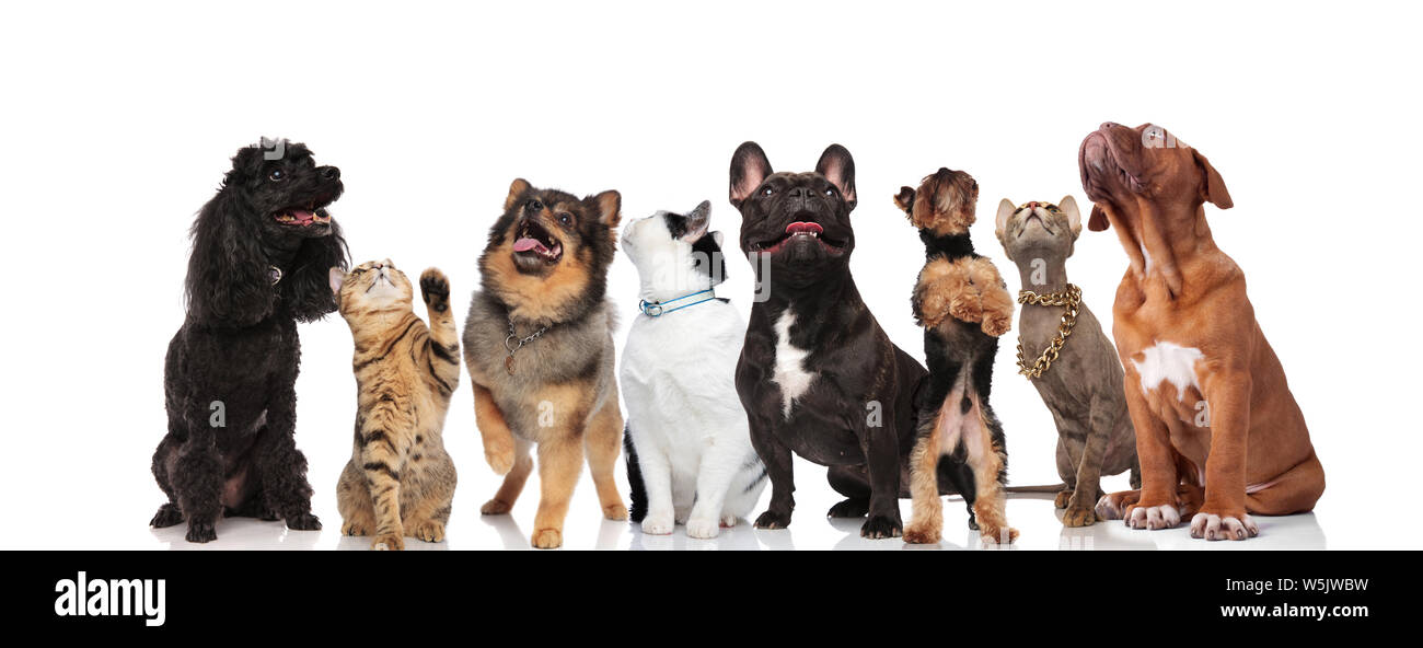 adorable team of mixed pets of different breeds are curious and look up ...