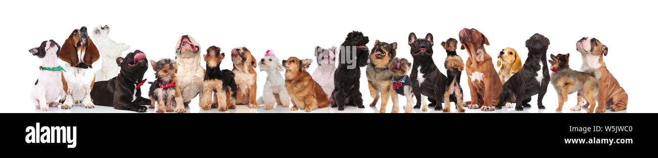 curious group of mixed dogs with bowties and collars looking up while ...