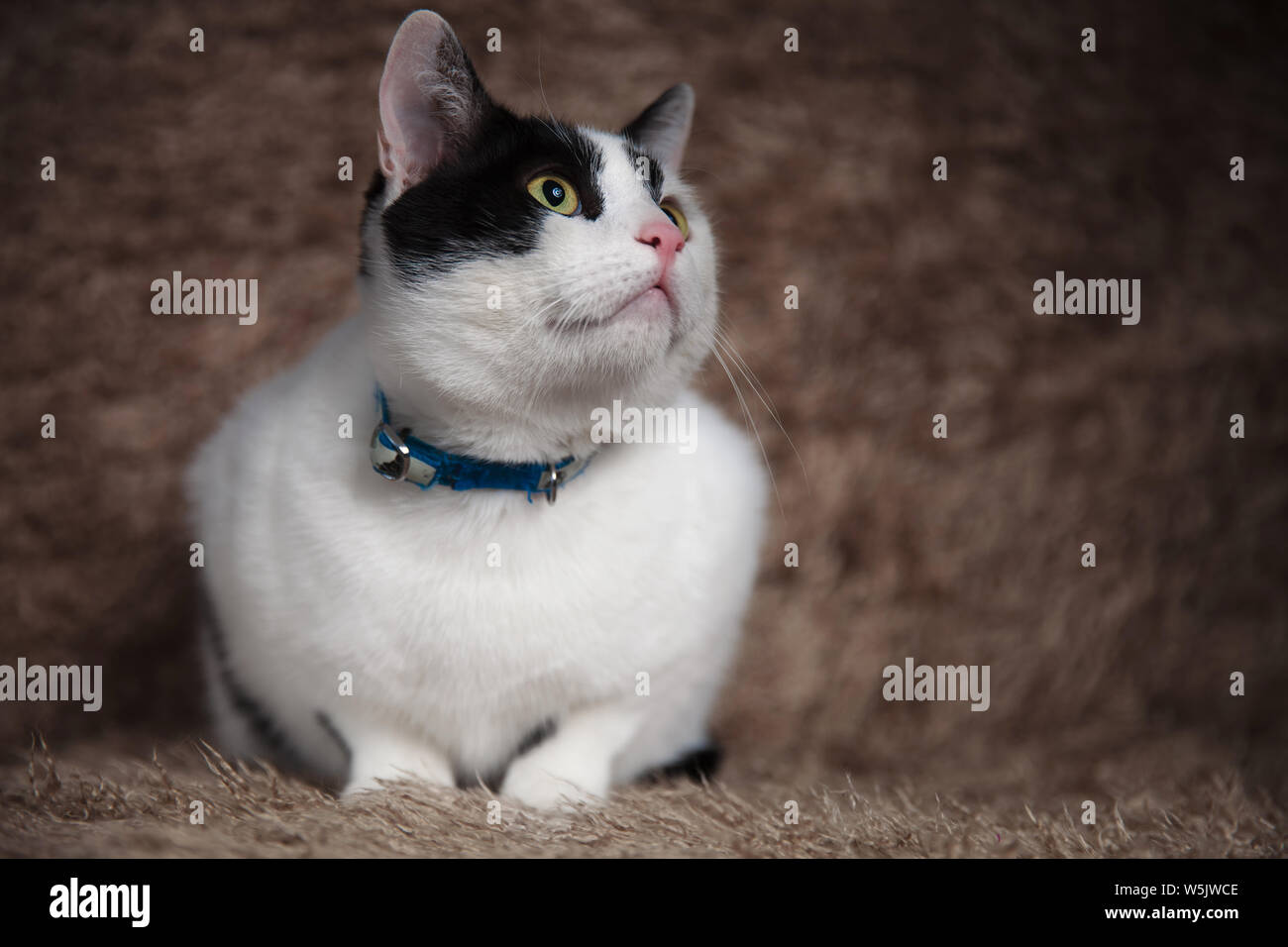 curious metis cat wearing blue collar looks up to side while lying on ...