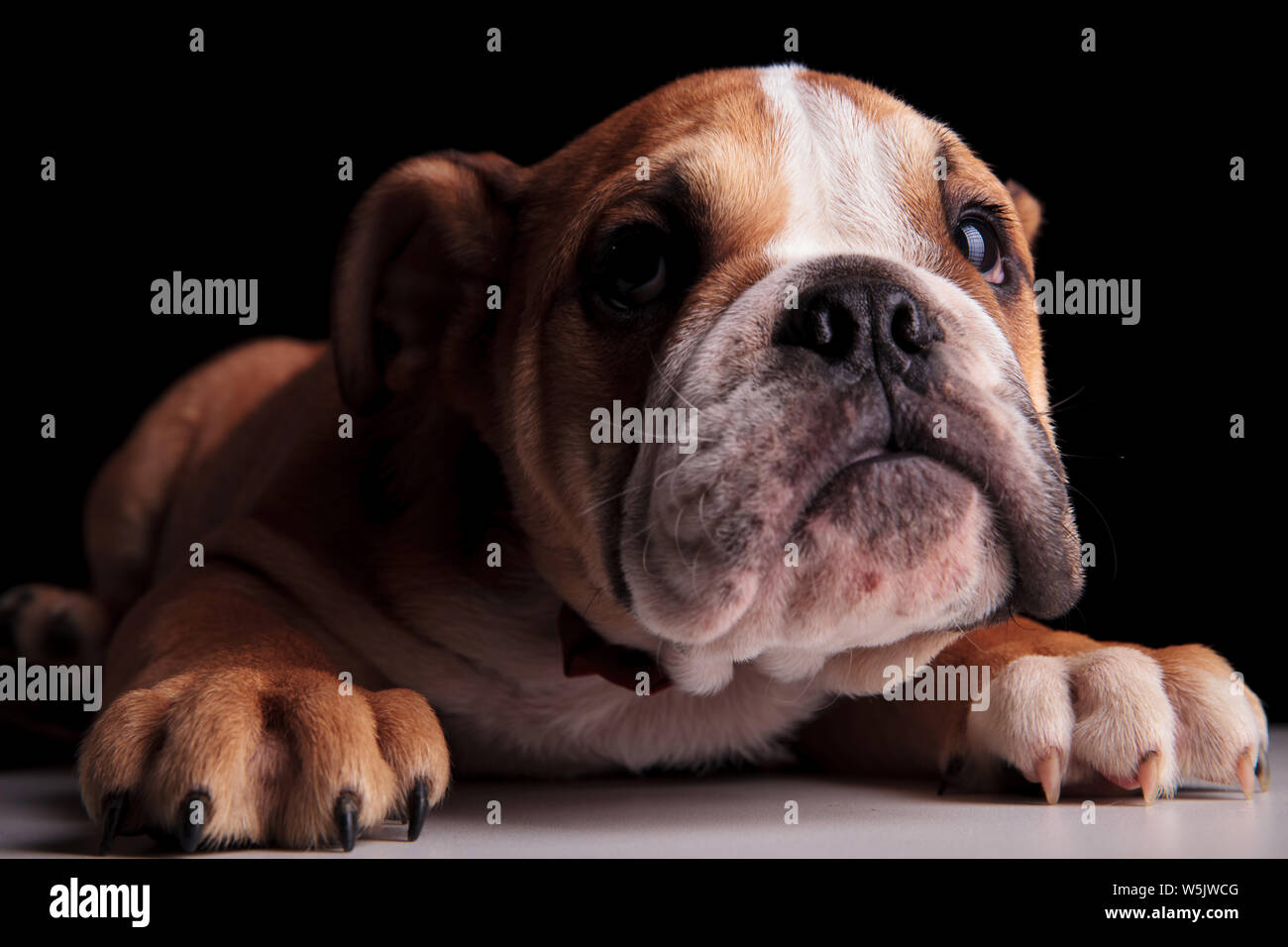 cute gentleman english bulldog lying on grey table on black background ...
