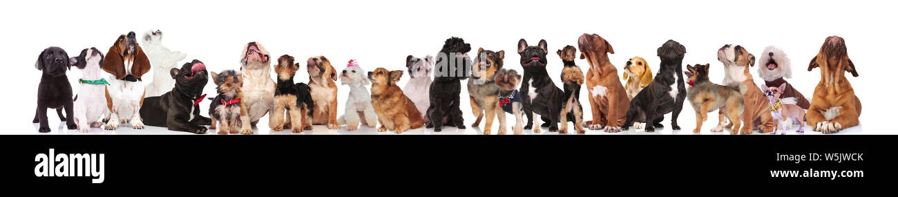 large curious team of dogs with bowties and colorful collars standing ...