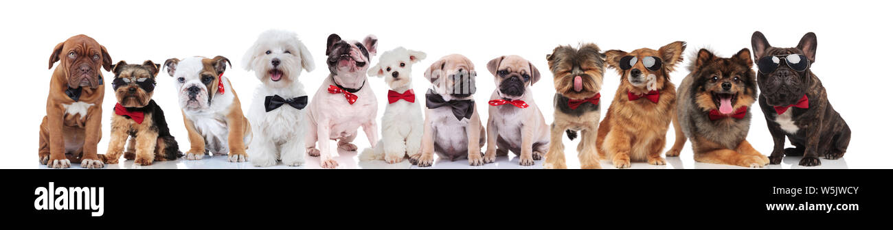 team of many happy gentlemen dogs with bowties standing, sitting and ...