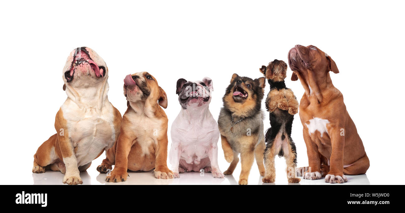 six adorable dogs of different breeds looking up while standing and ...