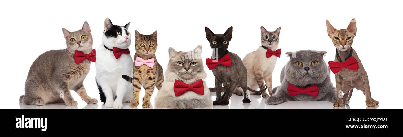 team of eight cute cats wearing bowties while standing, sitting and ...