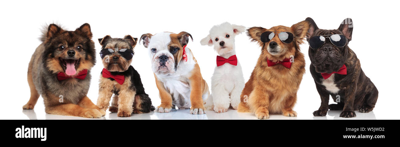 happy team of six gentlemen dogs with bowties standing, sitting and ...