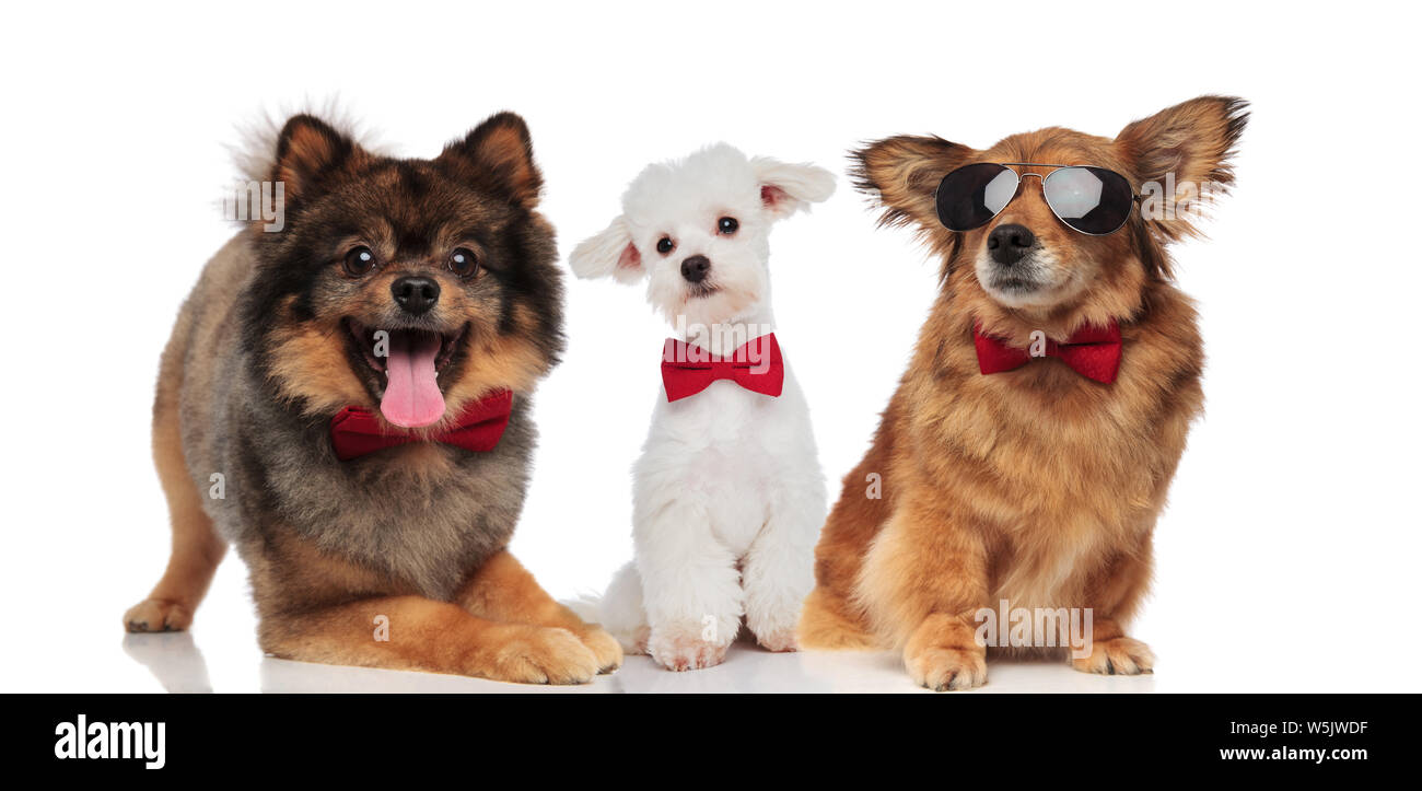 elegant group of three cute dogs with red bowties sitting and lying on ...