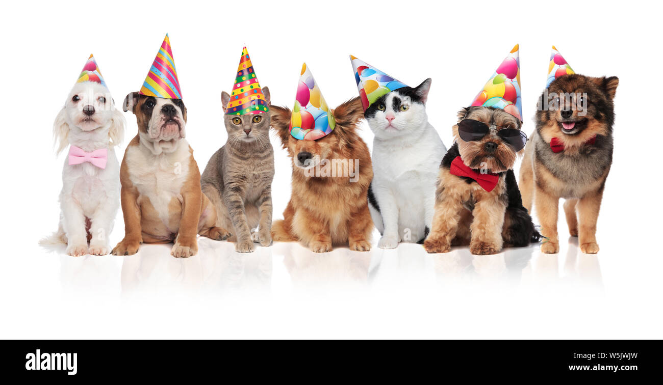 lovely birthday pets wearing colorful caps while standing and sitting ...