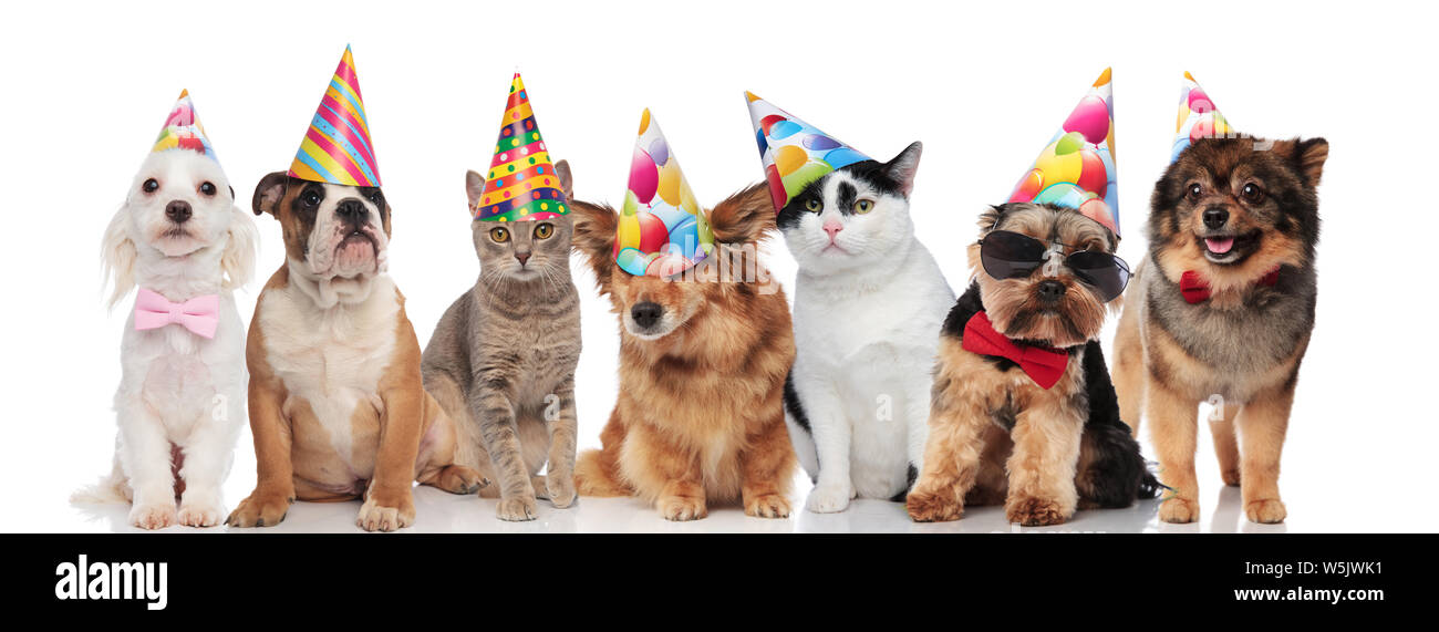 lovely birthday pets wearing colorful caps while standing and sitting ...