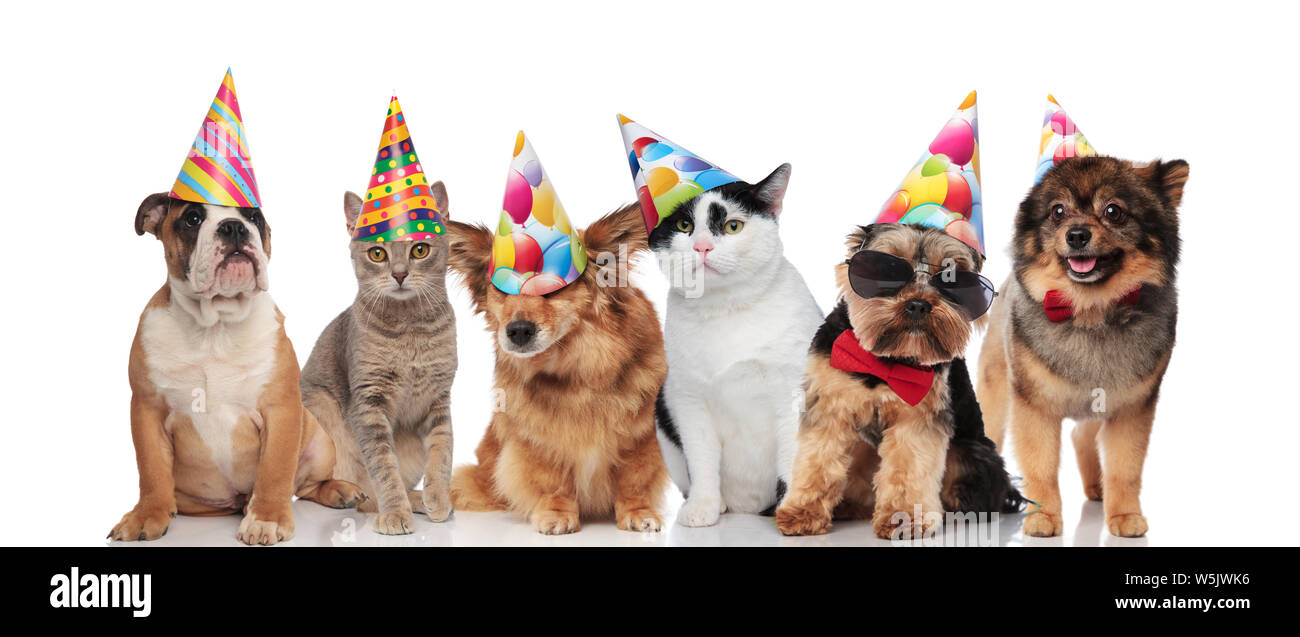 Birthday Dogs And Cats