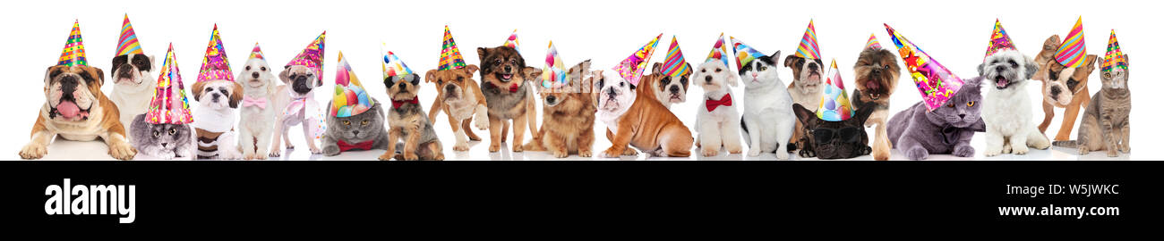 party dogs and cats with birthday hats standing, sitting and lying on ...