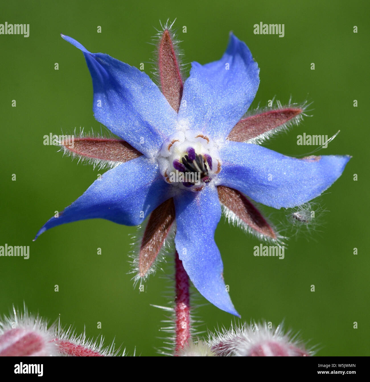 Borretsch, Borago, officinalis Stock Photo - Alamy