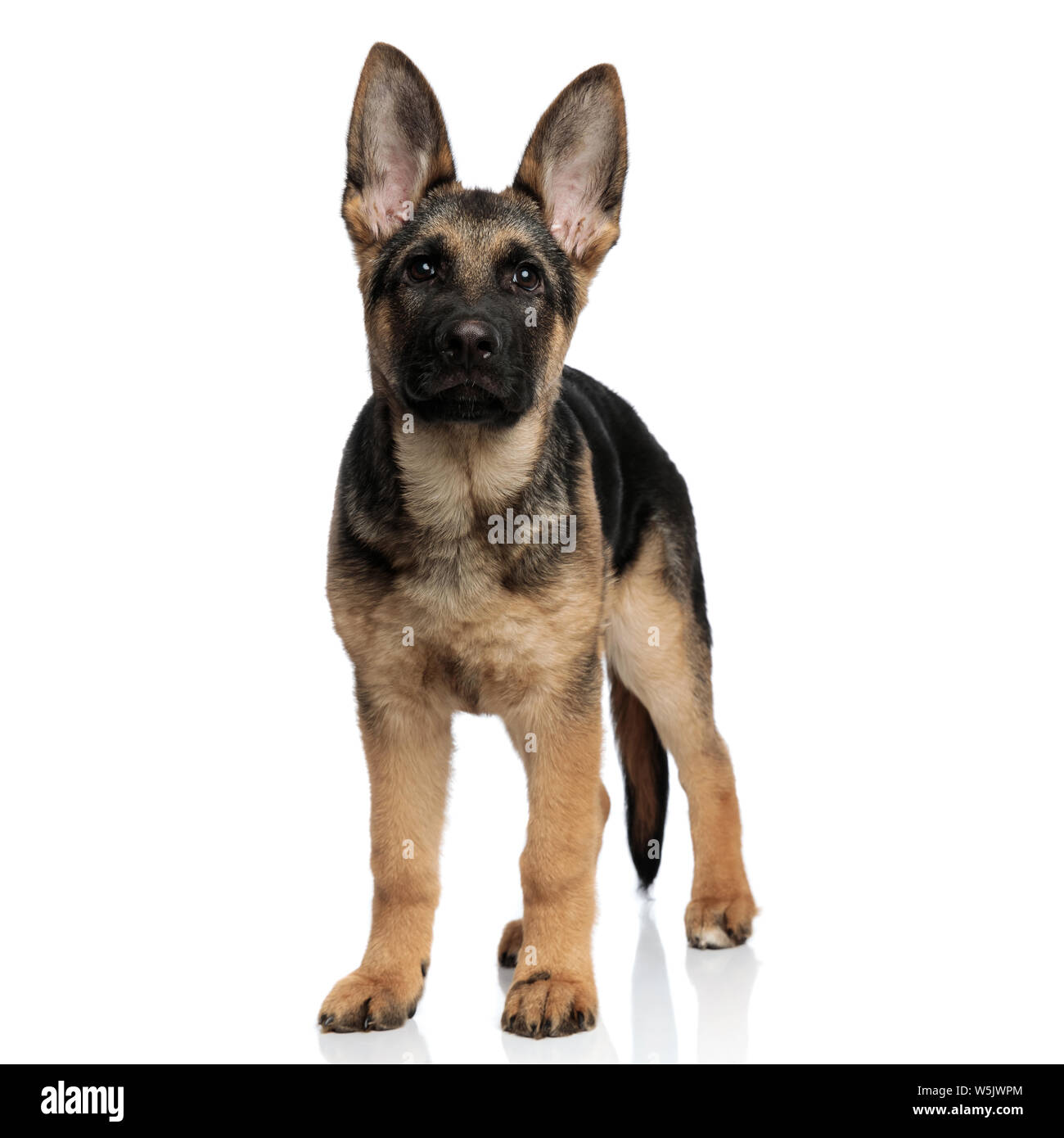 curious german shepard stands on white background and looks up Stock ...
