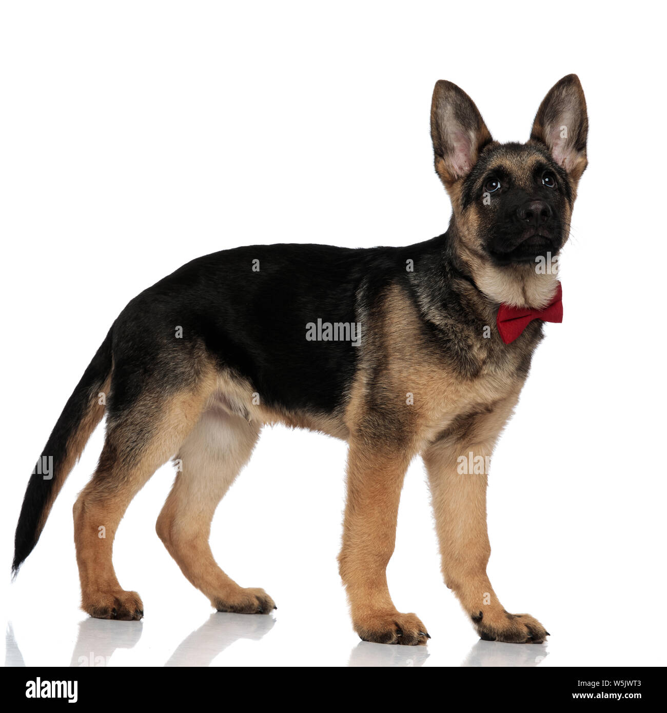 side view of elegant wolf dog looking up while standing on white ...