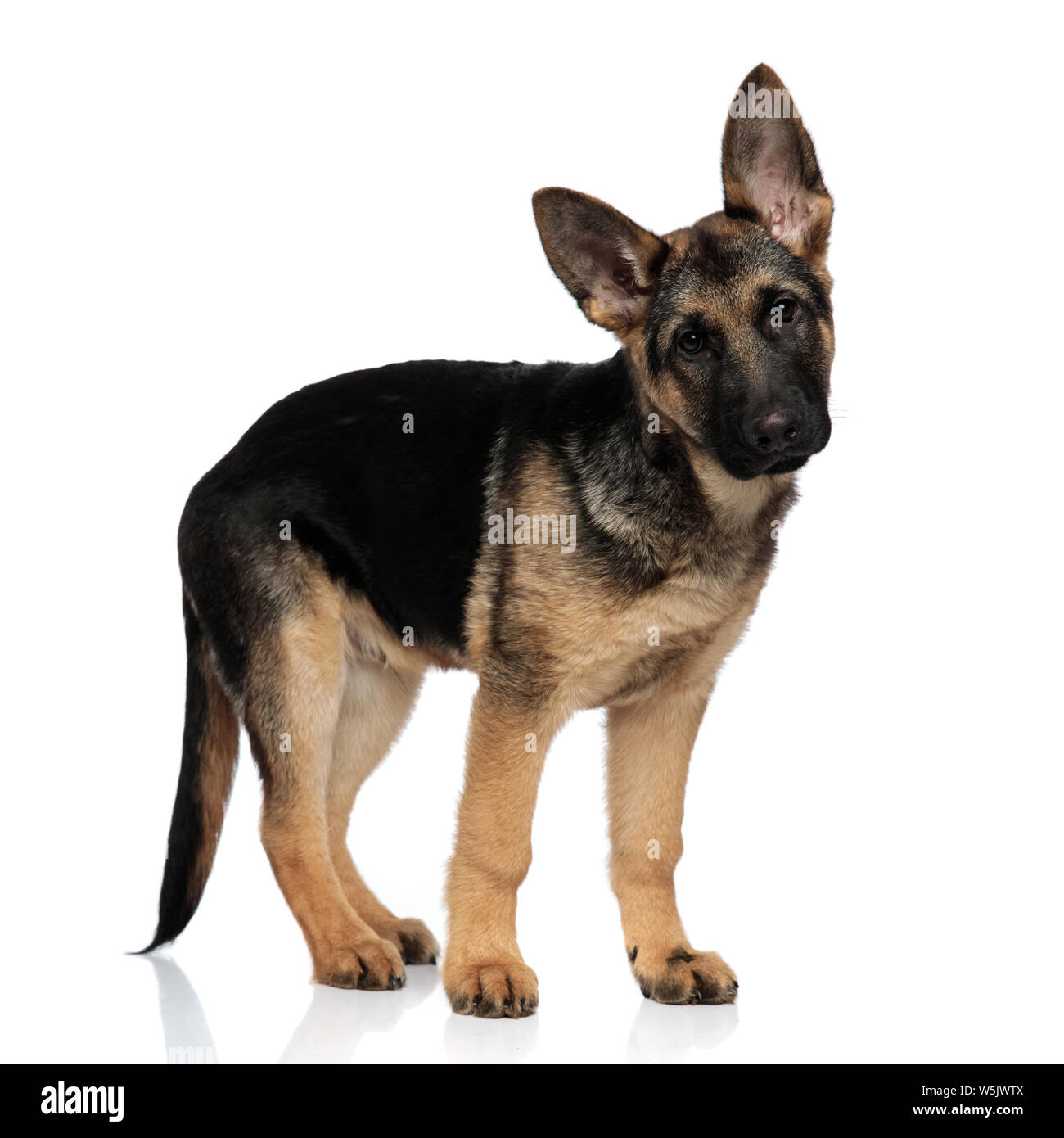 Black Pet Wolf Hybrid