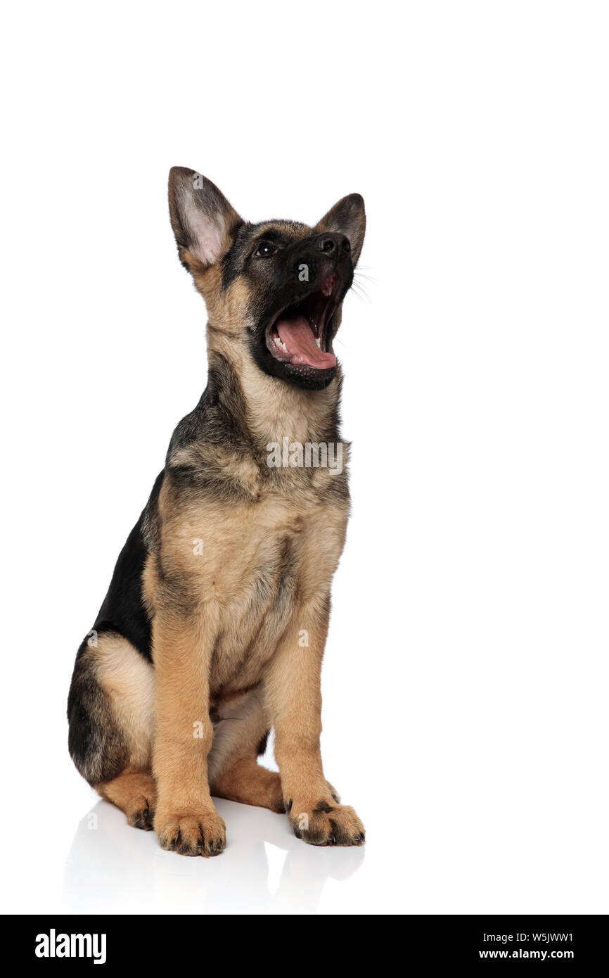 shocked german shepard looks up to side while sitting on white ...