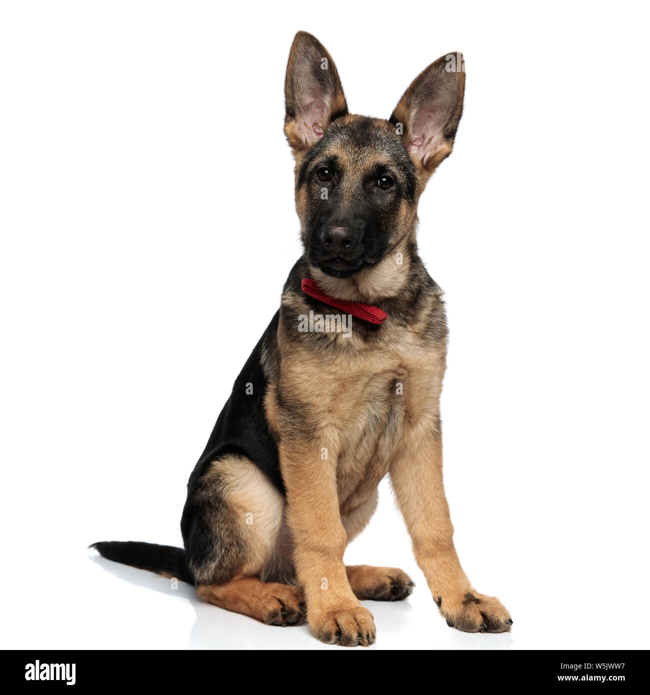 adorable german shepard with red bowtie sitting on white background ...